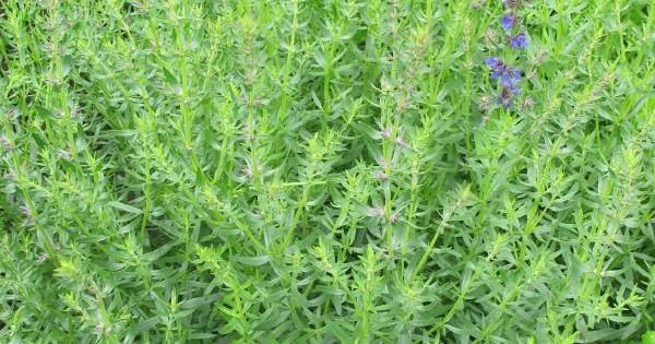 Hyssopus officinalis - Hysop | De Tuinen van Appeltern