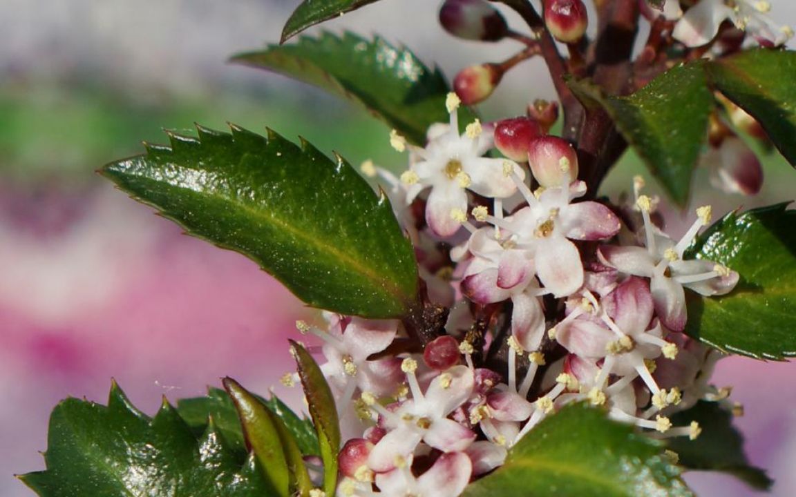 Ilex × meserveae 'Gentle' (='Annys Dwarf') - Amerikaanse hulst | De ...