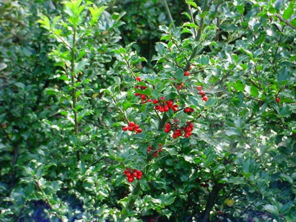 Ilex × meserveae 'Blue Angel' - Amerikaanse hulst | De Tuinen van Appeltern