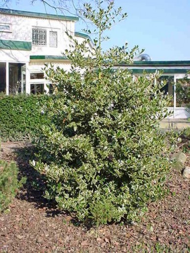 Ilex aquifolium 'Pyramidalis Aureomarginata' - Bontbladige beshulst ...