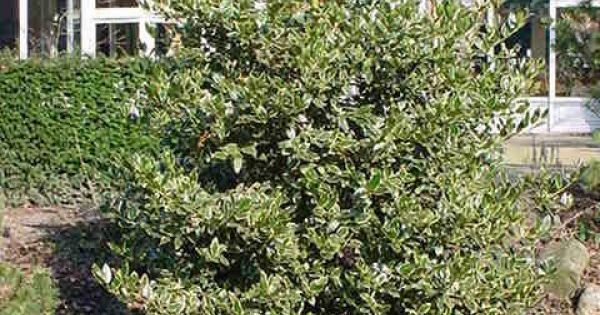 Ilex aquifolium 'Pyramidalis Aureomarginata' - Bontbladige beshulst ...