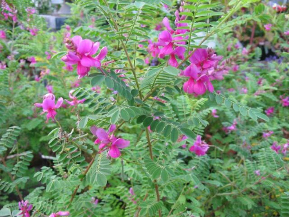 Indigofera heterantha - Indigostruik | De Tuinen van Appeltern