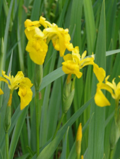 Iris pseudacorus - Gele lis | De Tuinen van Appeltern
