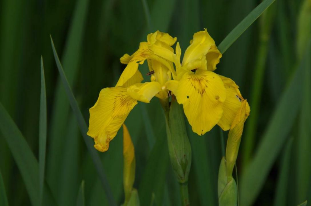 Iris pseudacorus - Gele lis | De Tuinen van Appeltern