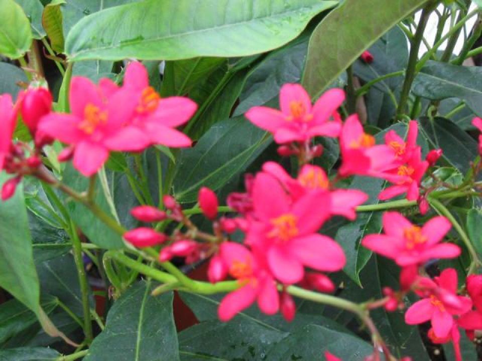 Jatropha integerrima - | De Tuinen van Appeltern