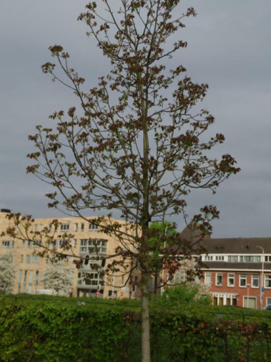 Juglans regia - Walnoot, okkernoot | De Tuinen van Appeltern