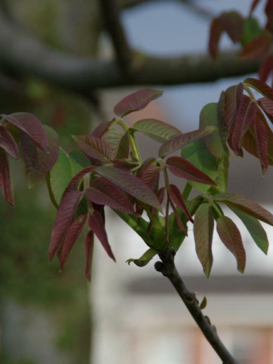 Juglans regia - Walnoot, okkernoot | De Tuinen van Appeltern