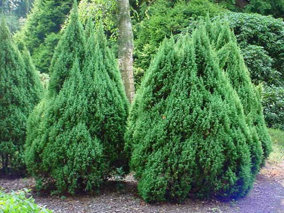 Juniperus pingii 'Loderi' - Dwergjeneverbes | De Tuinen van Appeltern
