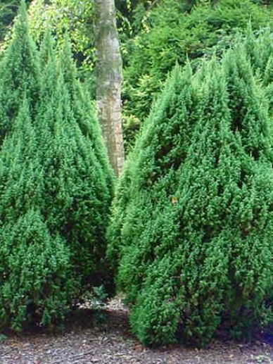 Juniperus pingii 'Loderi' - Dwergjeneverbes | De Tuinen van Appeltern