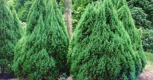 Juniperus pingii 'Loderi' - Dwergjeneverbes | De Tuinen van Appeltern