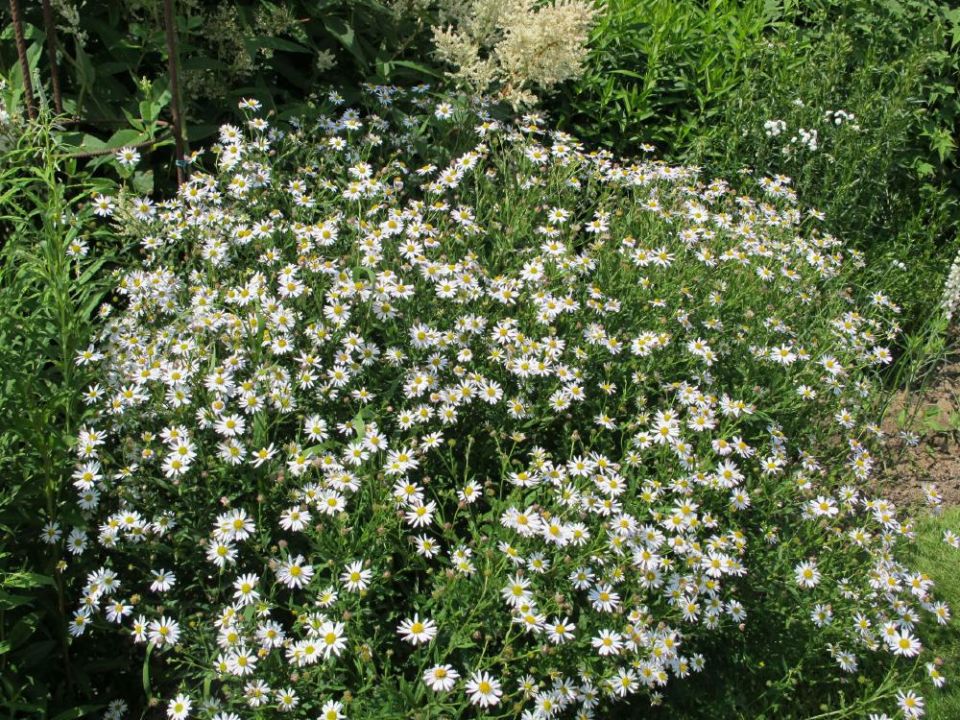 Kalimeris incisa - | De Tuinen van Appeltern