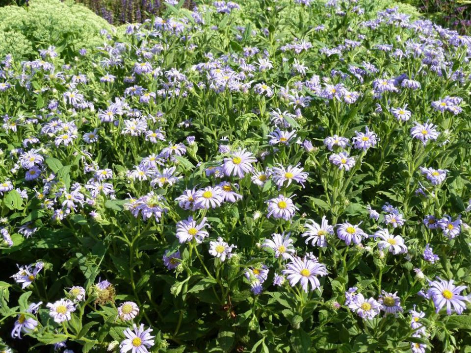 Kalimeris incisa 'Blue Star' - | De Tuinen van Appeltern