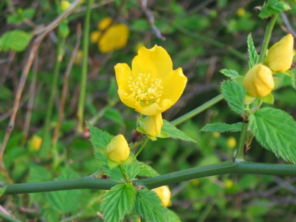 Kerria japonica 'Pleniflora' - Ranonkelstruik | De Tuinen van Appeltern