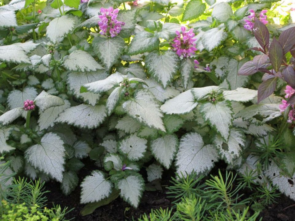 Lamium maculatum 'Beacon Silver' - Gevlekte dovenetel | De Tuinen van ...
