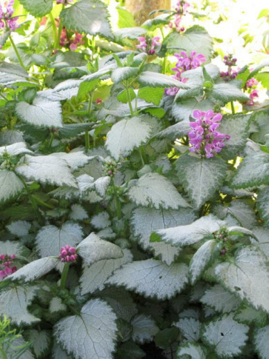 Lamium maculatum 'Beacon Silver' - Gevlekte dovenetel | De Tuinen van ...