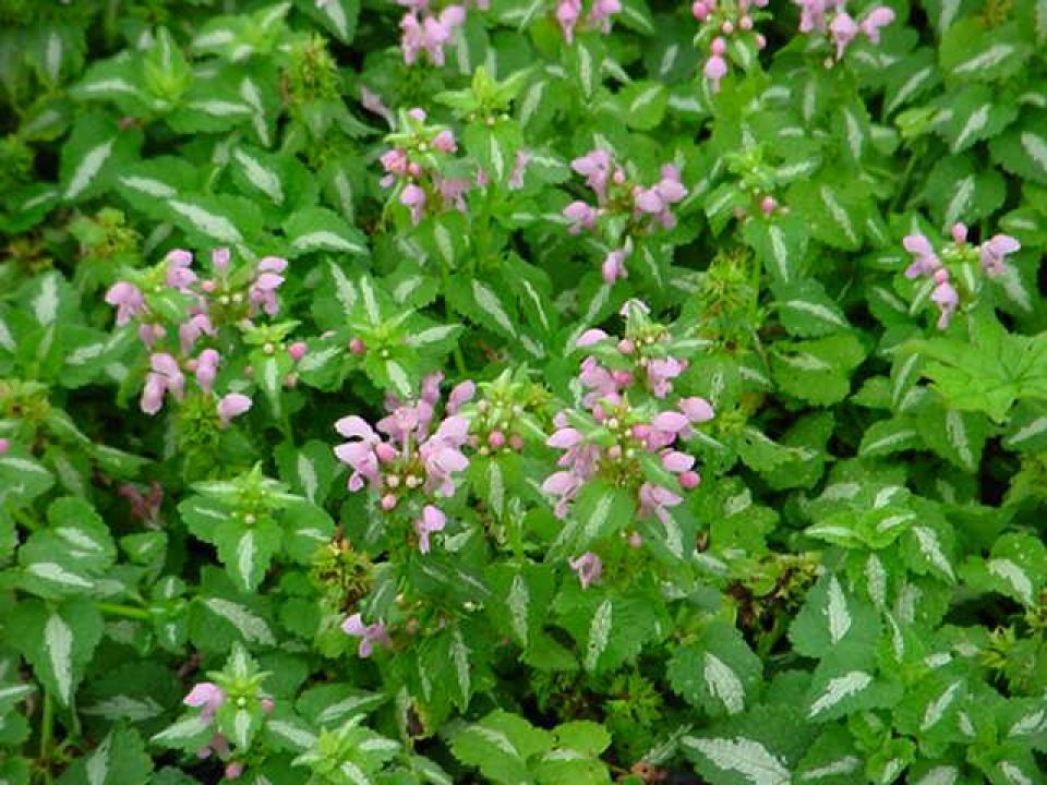 Lamium maculatum 'Shell Pink' - Gevlekte dovenetel | De Tuinen van ...