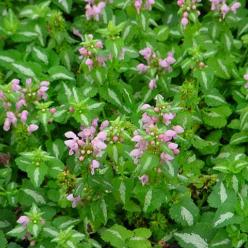 Lamium maculatum 'Shell Pink' - Gevlekte dovenetel | De Tuinen van ...