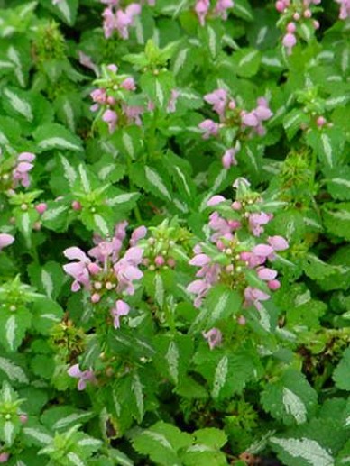 Lamium maculatum 'Shell Pink' - Gevlekte dovenetel | De Tuinen van ...