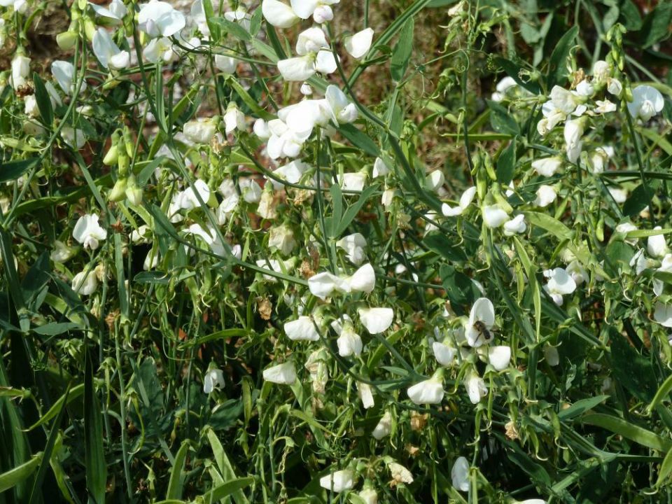 Lathyrus latifolius 'White Pearl' - Klimmende siererwt | De Tuinen van ...