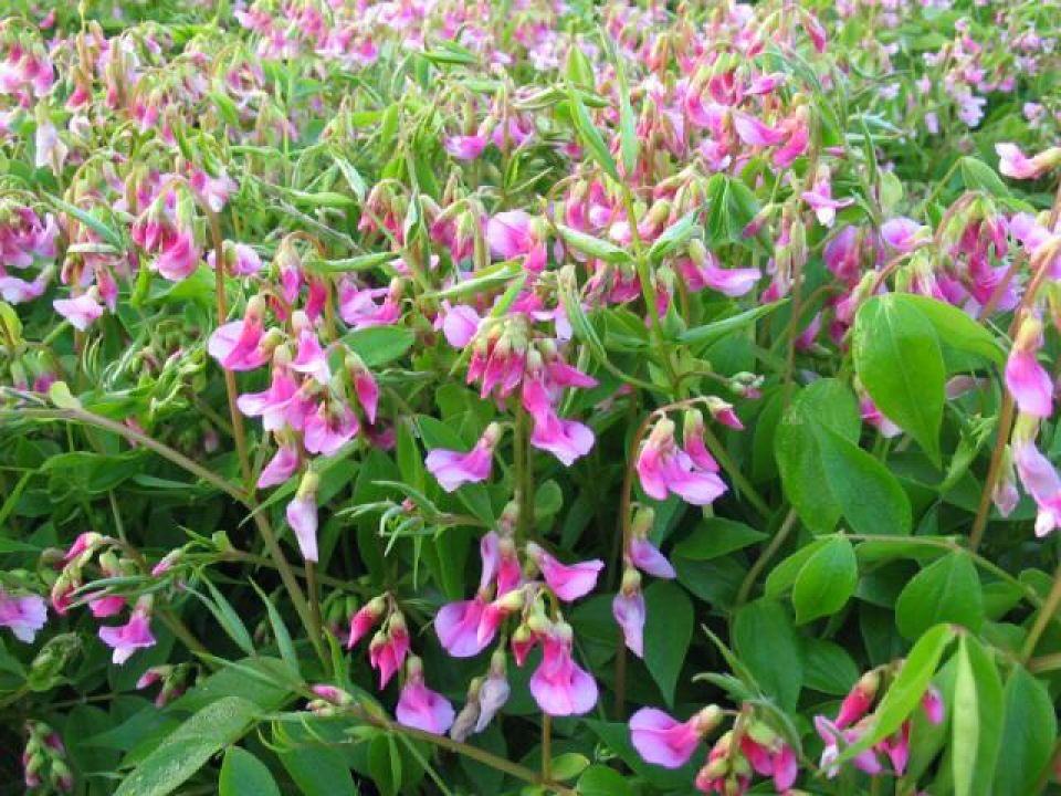 Lathyrus vernus 'Alboroseus' - Pronkerwt | De Tuinen van Appeltern