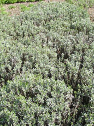 Droomborders met rozen | De Tuinen van Appeltern