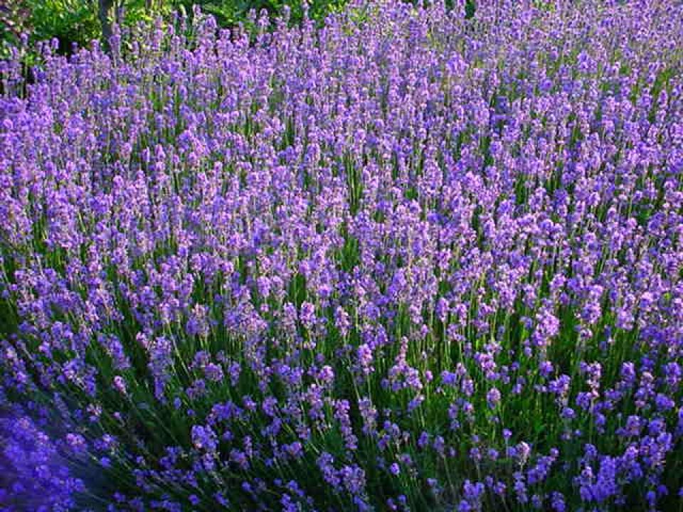 Lavandula angustifolia 'Munstead' - Lavendel | De Tuinen van Appeltern