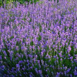 Lavandula angustifolia 'Munstead' - Lavendel | De Tuinen van Appeltern