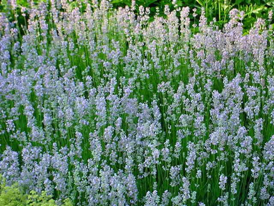 Lavandula angustifolia 'Rosea' - Roze lavendel | De Tuinen van Appeltern