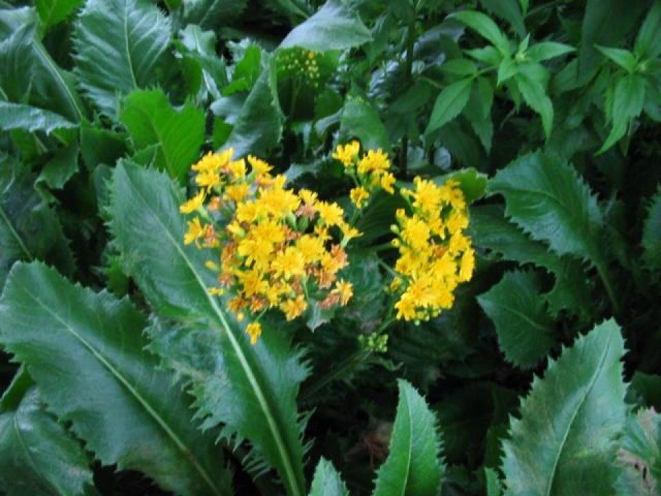 Leontodon rigens - Leeuwentand | De Tuinen van Appeltern