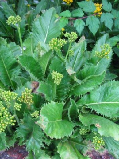 Leontodon rigens - Leeuwentand | De Tuinen van Appeltern