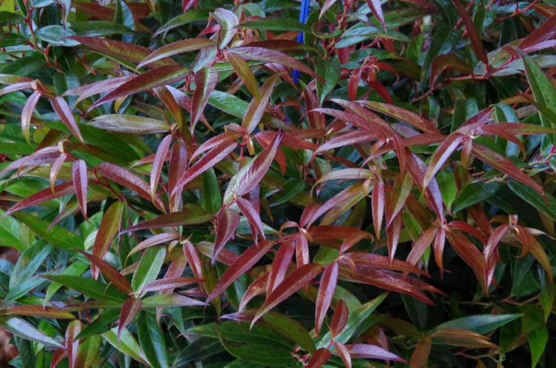 Leucothoe keiskei 'Burning Love' (='Opstal50') - Druifheide | De Tuinen ...