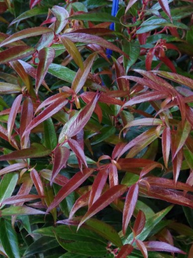 Leucothoe keiskei 'Burning Love' (='Opstal50') - Druifheide | De Tuinen ...