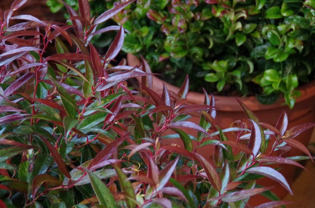Leucothoe keiskei 'Burning Love' (='Opstal50') - Druifheide | De Tuinen ...