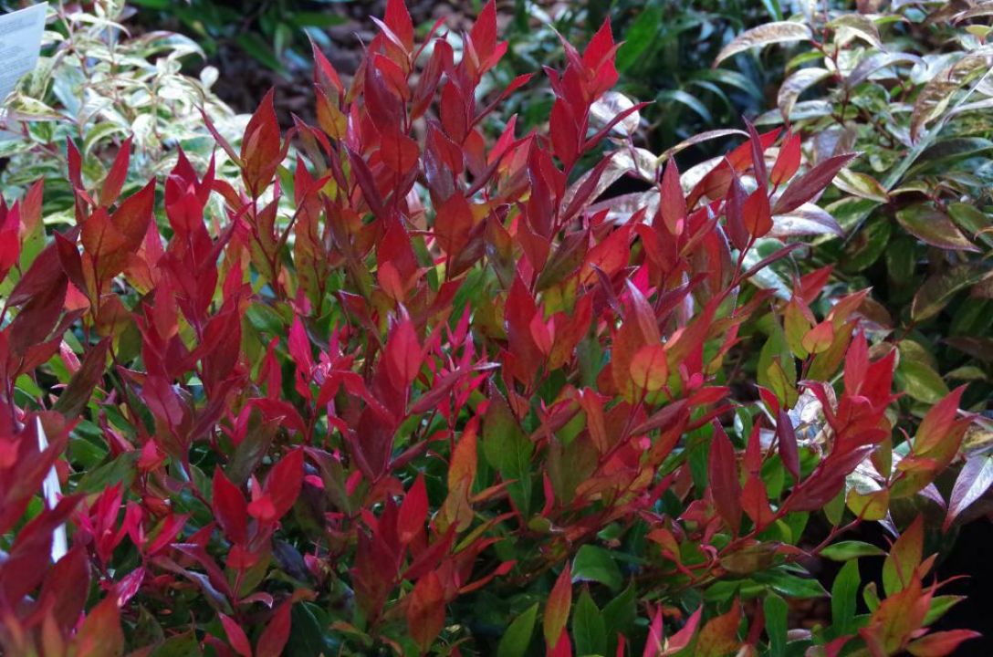 Leucothoe 'Little Flames' - Druifheide | De Tuinen van Appeltern