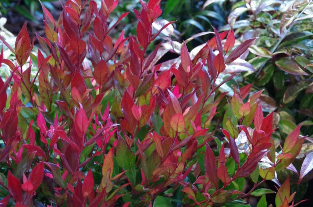 Leucothoe 'Little Flames' - Druifheide | De Tuinen van Appeltern