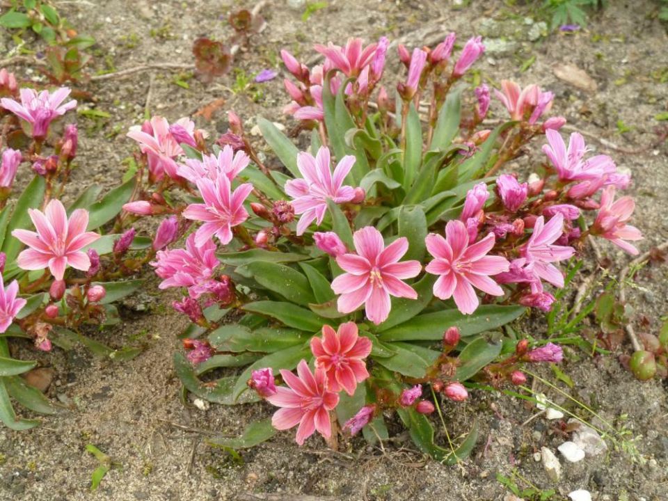 Lewisia cotyledon - Bitterkruid | De Tuinen van Appeltern