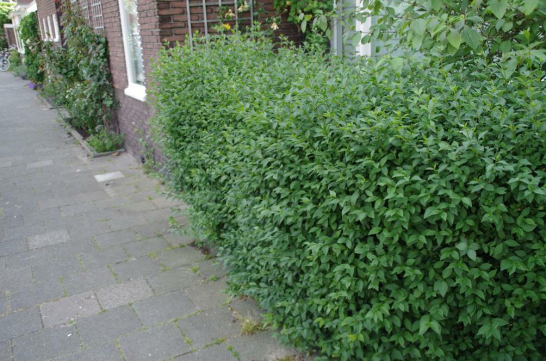Ligustrum ovalifolium - Haagliguster | De Tuinen van Appeltern