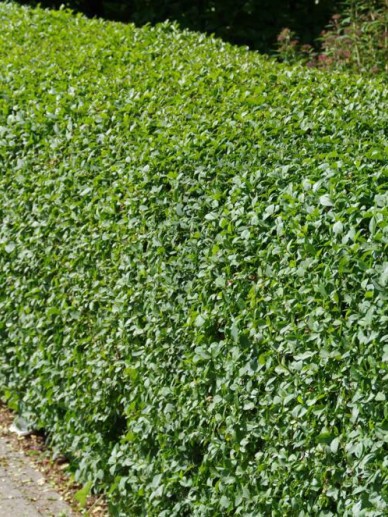 Ligustrum ovalifolium - Haagliguster | De Tuinen van Appeltern