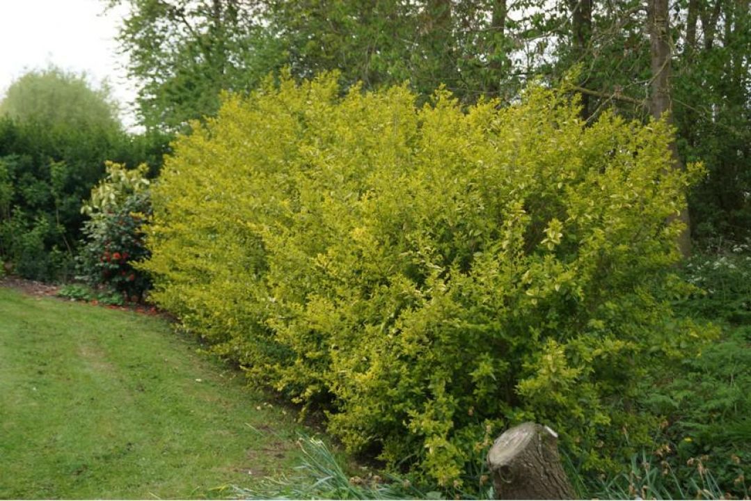 Ligustrum ovalifolium 'Aureum' - Geelbonte haagliguster | De Tuinen van ...