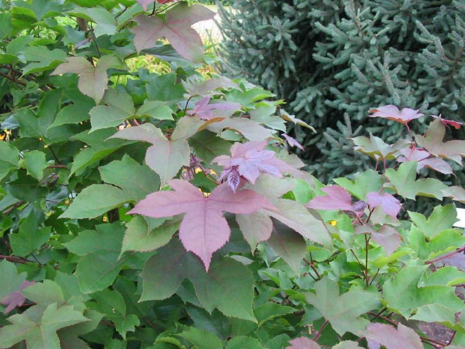 Liquidambar formosana - Amberboom | De Tuinen van Appeltern