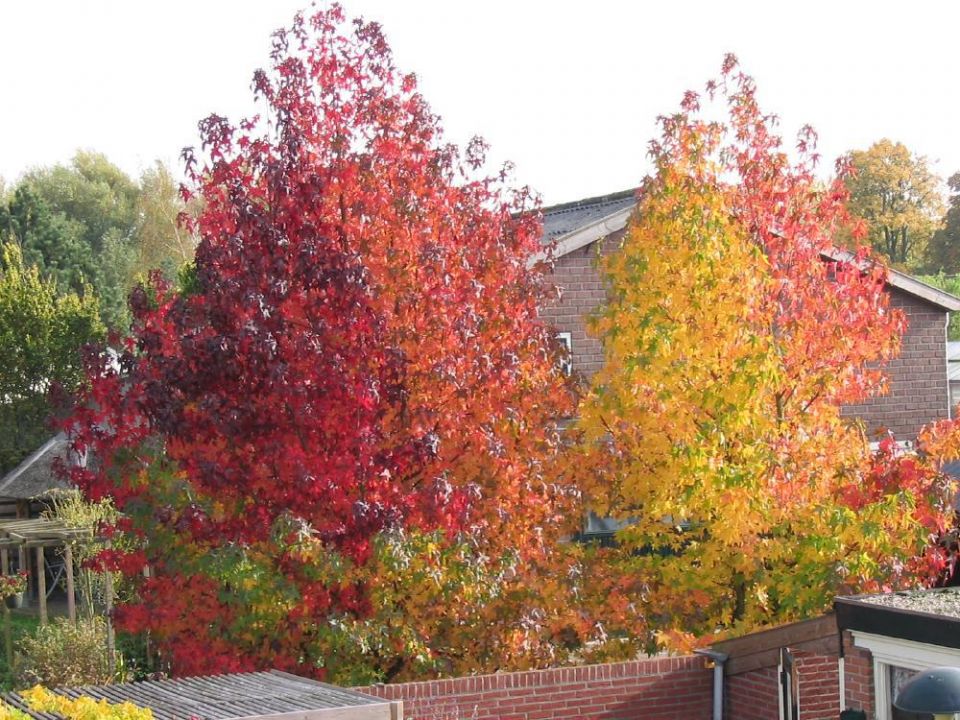 Liquidambar styraciflua - Amberboom | De Tuinen van Appeltern