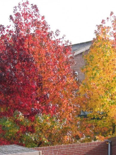 Liquidambar styraciflua - Amberboom | De Tuinen van Appeltern