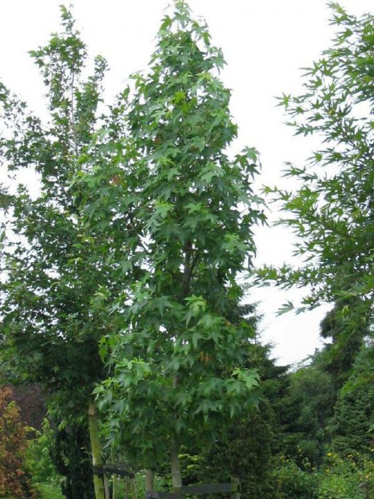 Liquidambar styraciflua 'Moraine' - Amberboom | De Tuinen van Appeltern