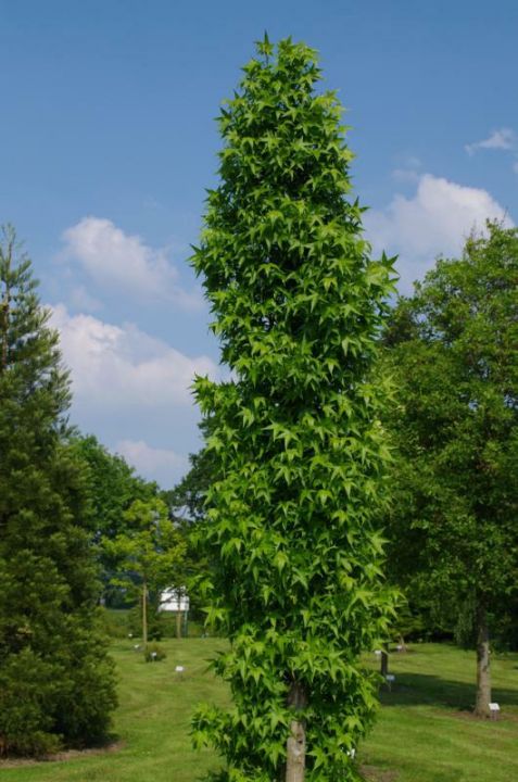 Liquidambar styraciflua 'Slender Silhouette' - Zuilvormige amberboom | De Tuinen van Appeltern