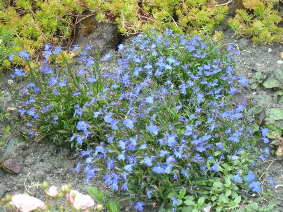 Lobelia erinus - Lobelia | De Tuinen van Appeltern