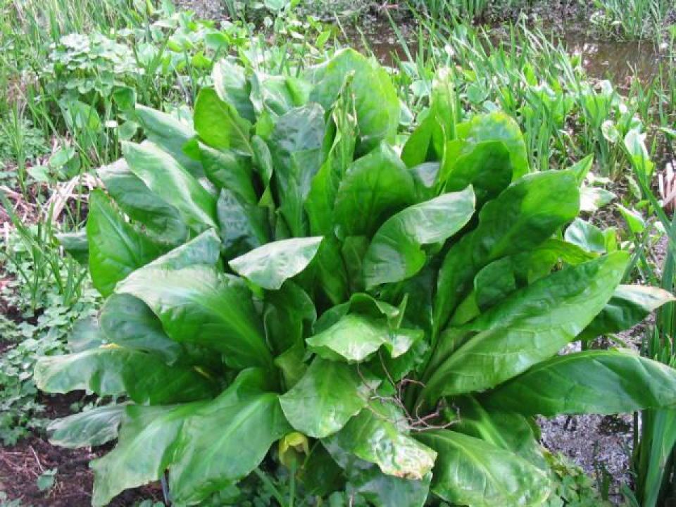 Lysichiton americanus - Moerasaronskelk | De Tuinen van Appeltern