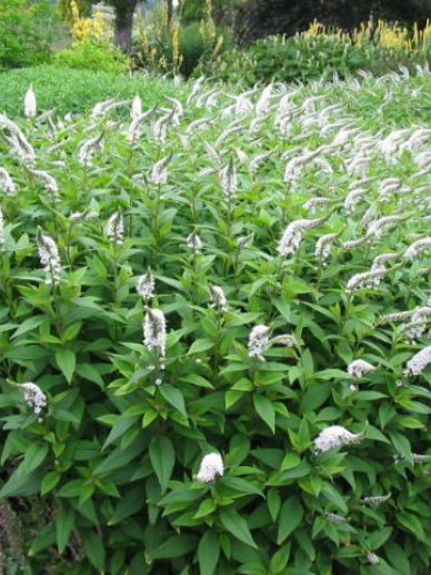 Lysimachia clethroides - Wederik | De Tuinen van Appeltern
