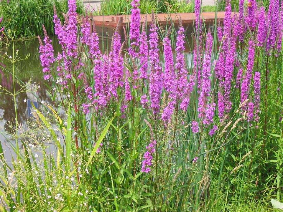 Lythrum salicaria - Grote kattenstaart | De Tuinen van Appeltern