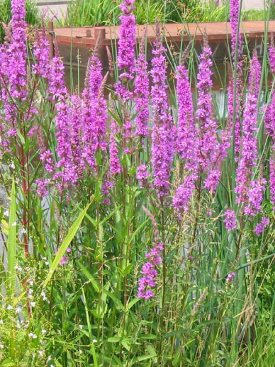 Lythrum salicaria - Grote kattenstaart | De Tuinen van Appeltern