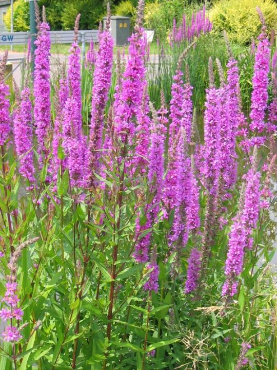 Lythrum salicaria - Grote kattenstaart | De Tuinen van Appeltern